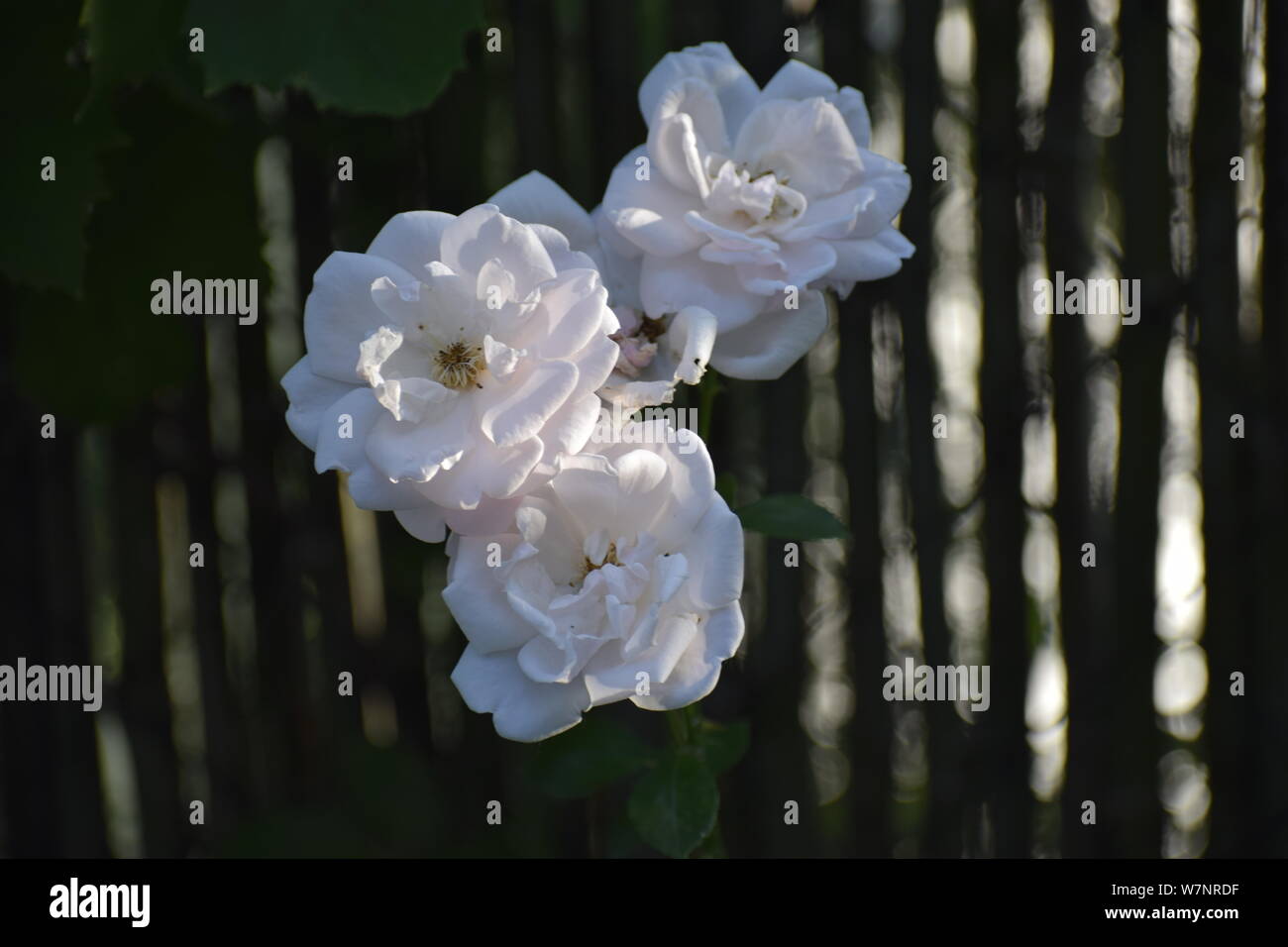 White rose in the garden. Beautiful pale pink rose blossoms on a bush ...