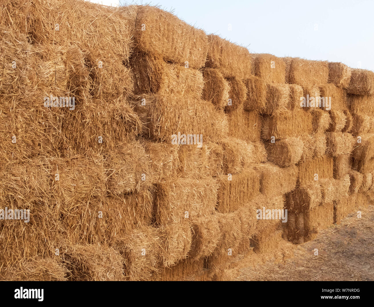 Stacks of dry straw. Piled straw haystacks. Stacks of golden hay in a ...