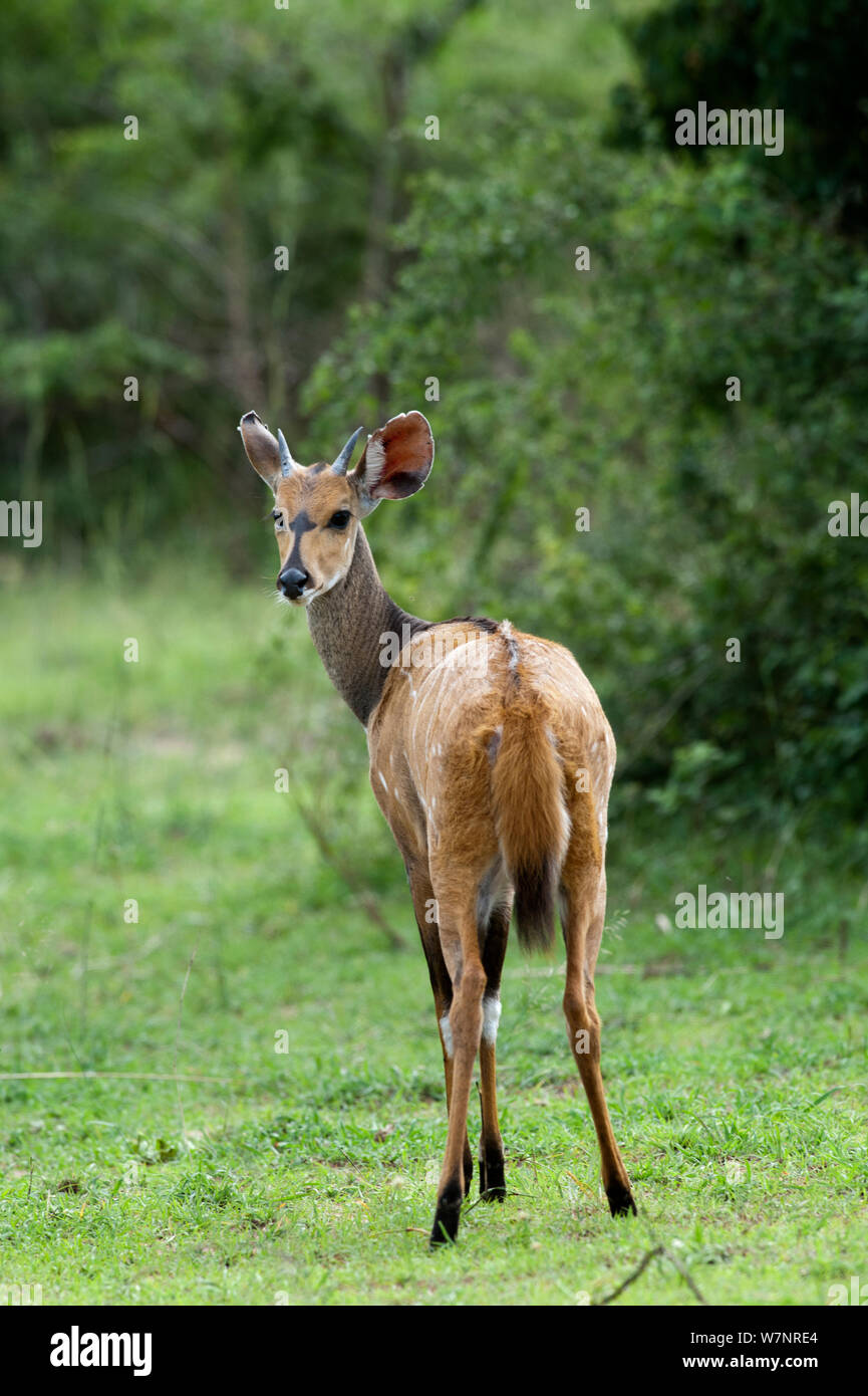 Bushbuck (Tragelaphus Scriptus) standing in opening in the bush ...