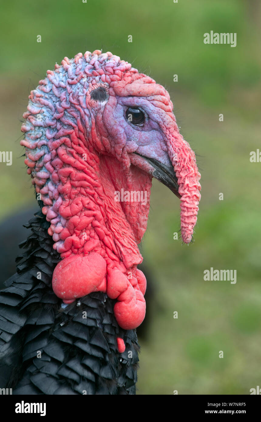 Norfolk Black Turkey (Meleagris gallopavo) portrait. UK, September ...