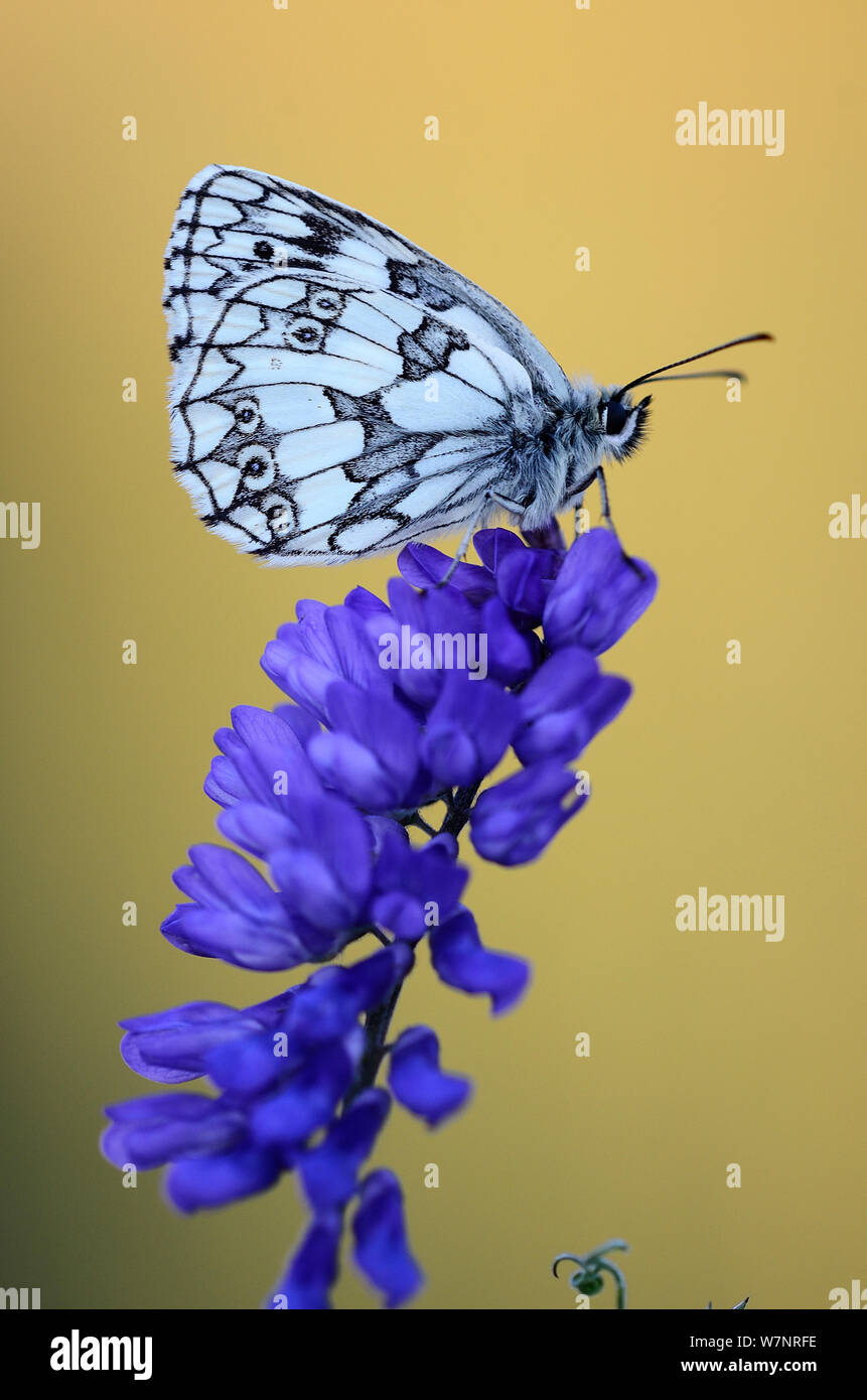 Intricate marbled detail hi-res stock photography and images - Alamy