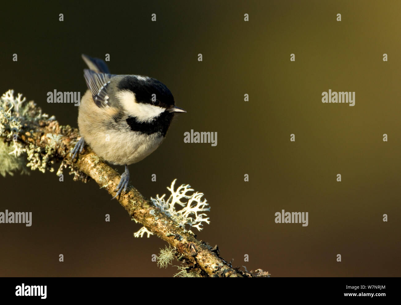 Coal Tit (Periparus / Parus ater) perched with lichen. Scotland ...