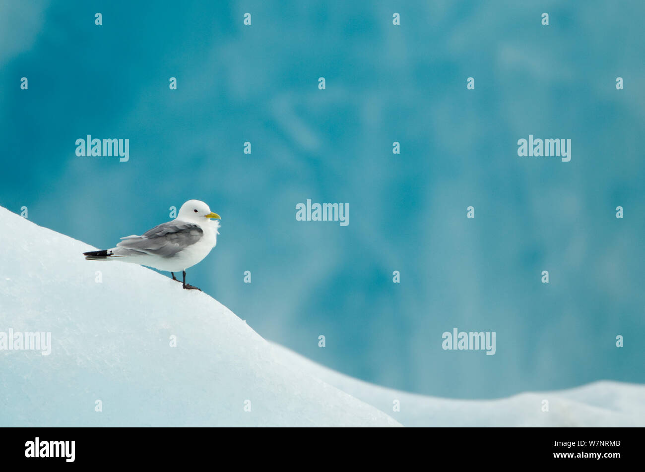 Svalbard Birds High Resolution Stock Photography and Images - Alamy