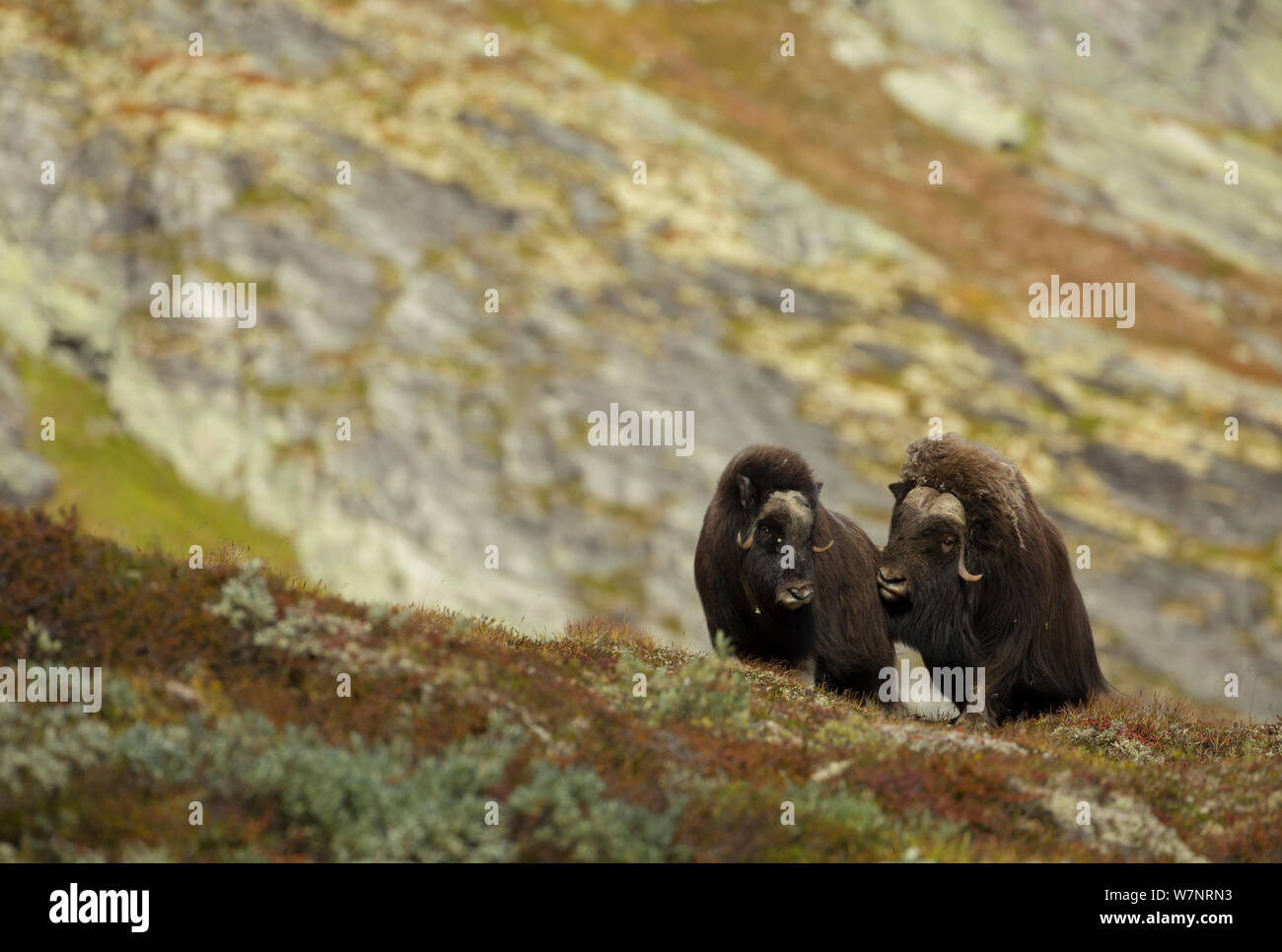 Ox mountains hi-res stock photography and images - Alamy