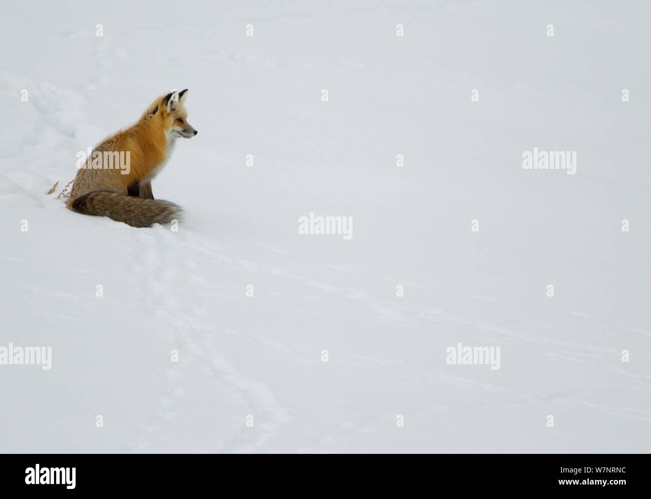 Red Fox (Vulpes vulpes) sitting in snow. Yellowstone, USA, February ...
