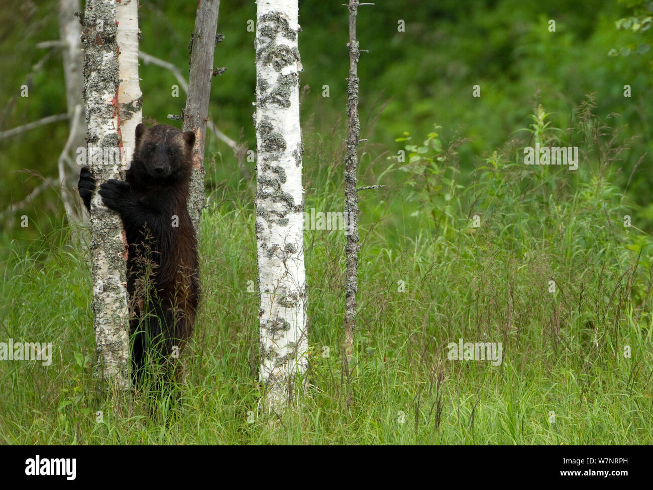 Finland july hi-res stock photography and images - Alamy