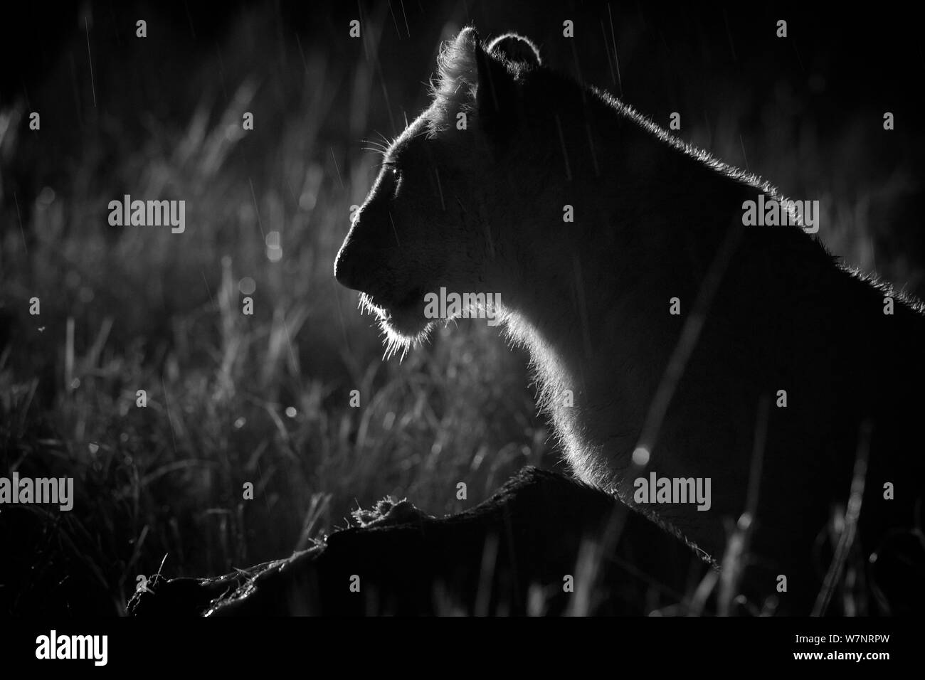 Lion cub Black and White Stock Photos & Images - Alamy