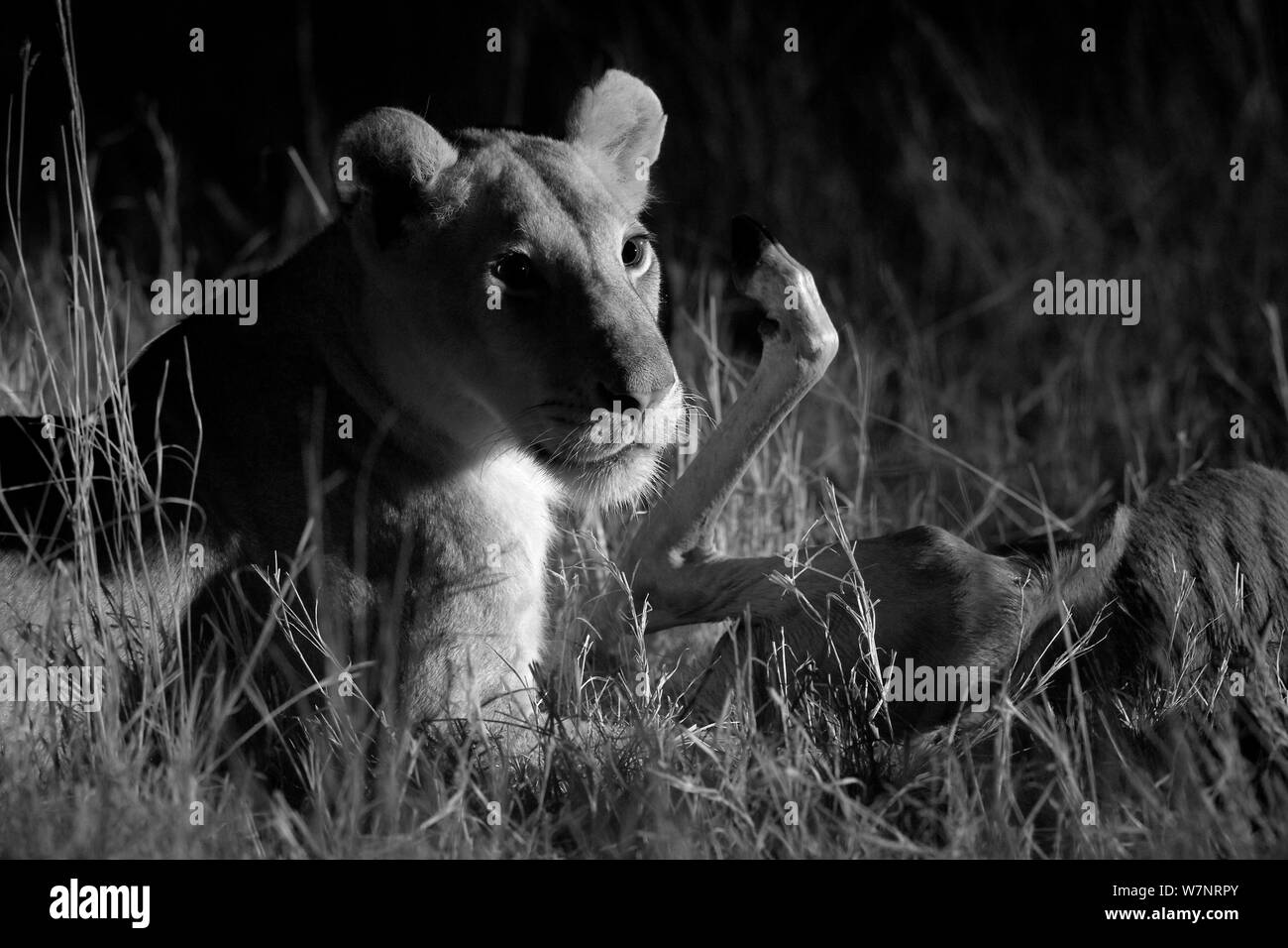Dead wildebeest Black and White Stock Photos & Images - Alamy