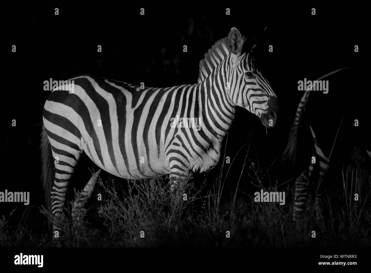 Plains zebra / Common Zebra / Burchell's Zebra (Equus quagga) on a ...