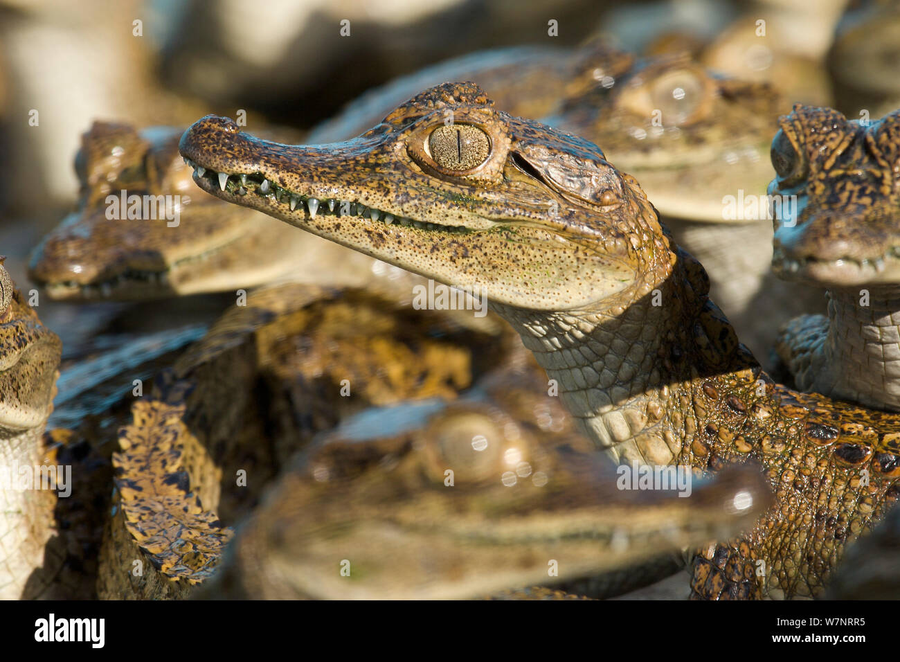 Spectacled Caimans (Caiman crocodilus) at a Caiman farm, Venezuela ...