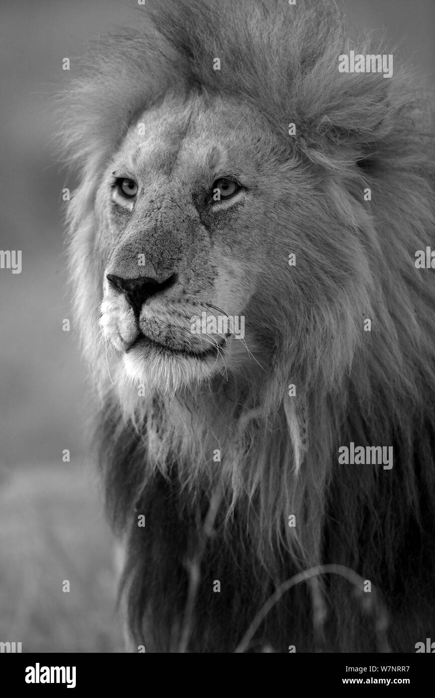 Masai mara lion Black and White Stock Photos & Images - Alamy