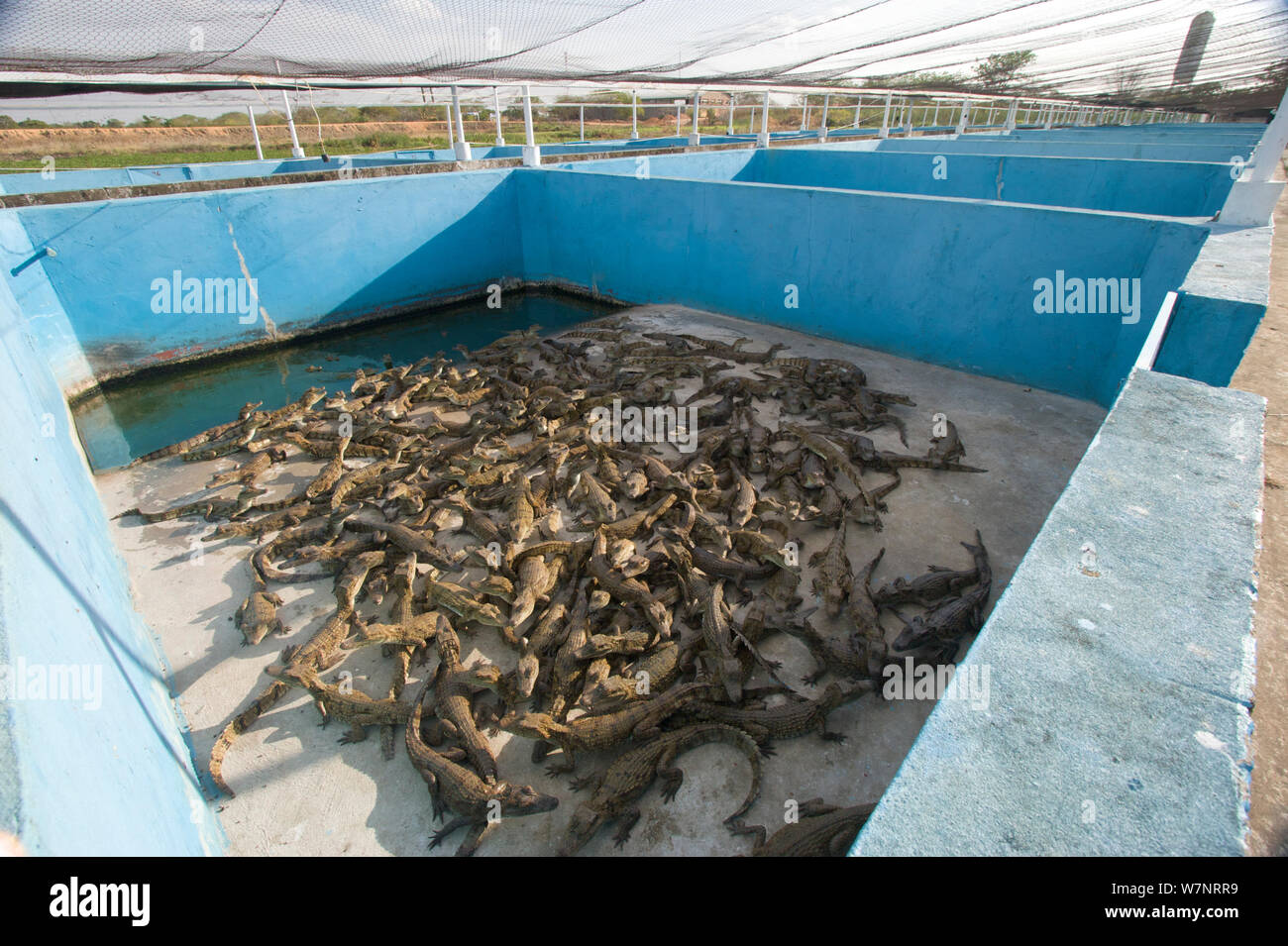 Spectacled Caimans (Caiman crocodilus) at a Caiman farm, Venezuela ...