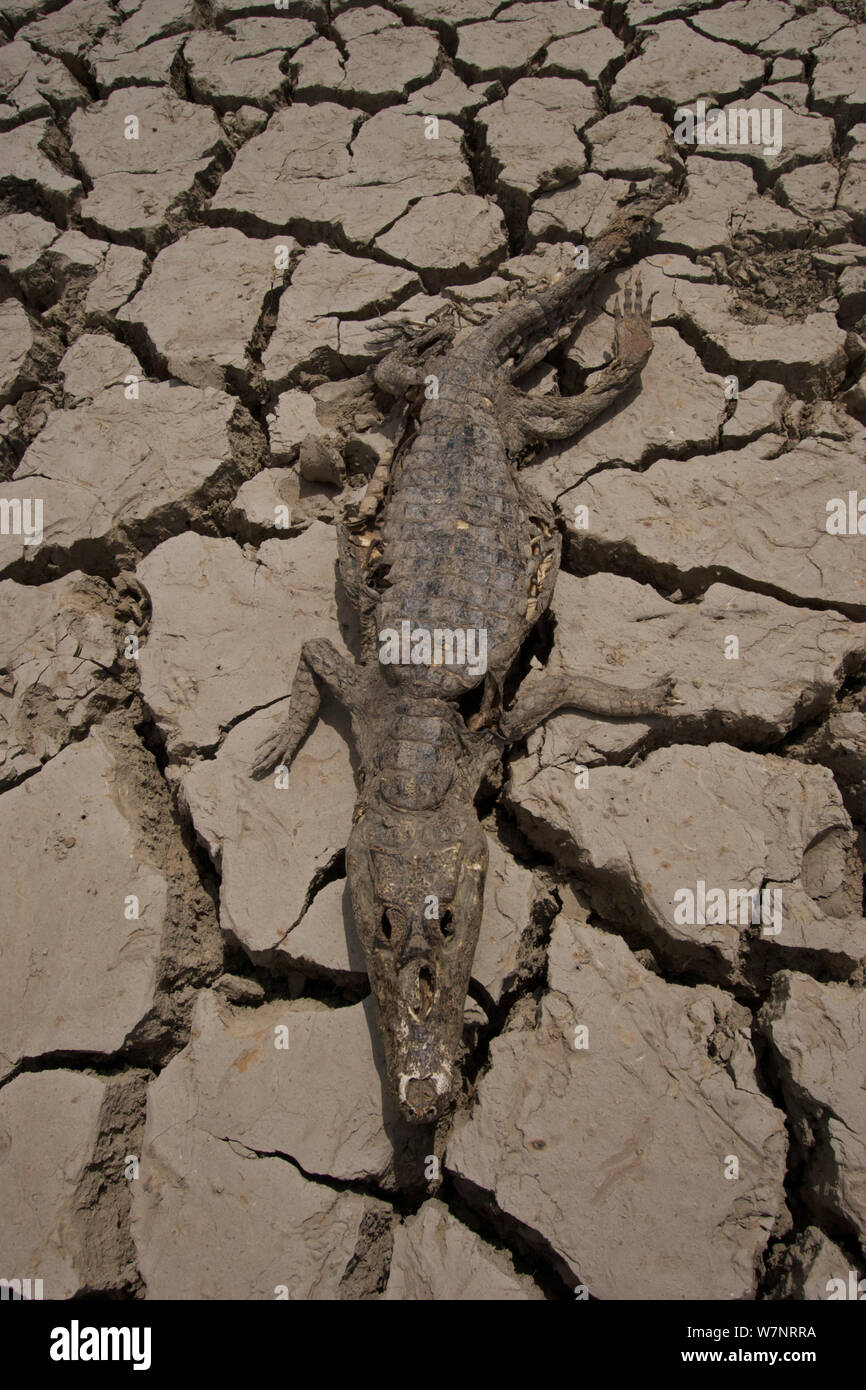 Spectacled Caiman (Caiman crocodilus) dead on dry lake bed on wetlands ...