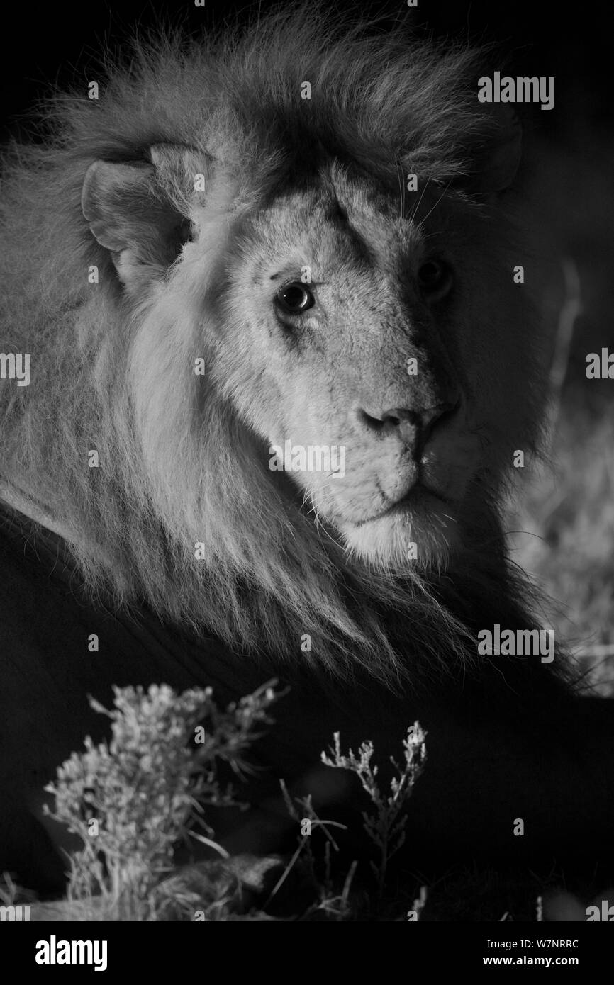 Lions kenya Black and White Stock Photos & Images - Alamy