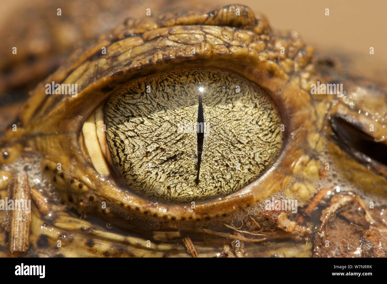 Spectacled Caiman eye (Caiman crocodilus) juvenile in Hato el Cedral ...