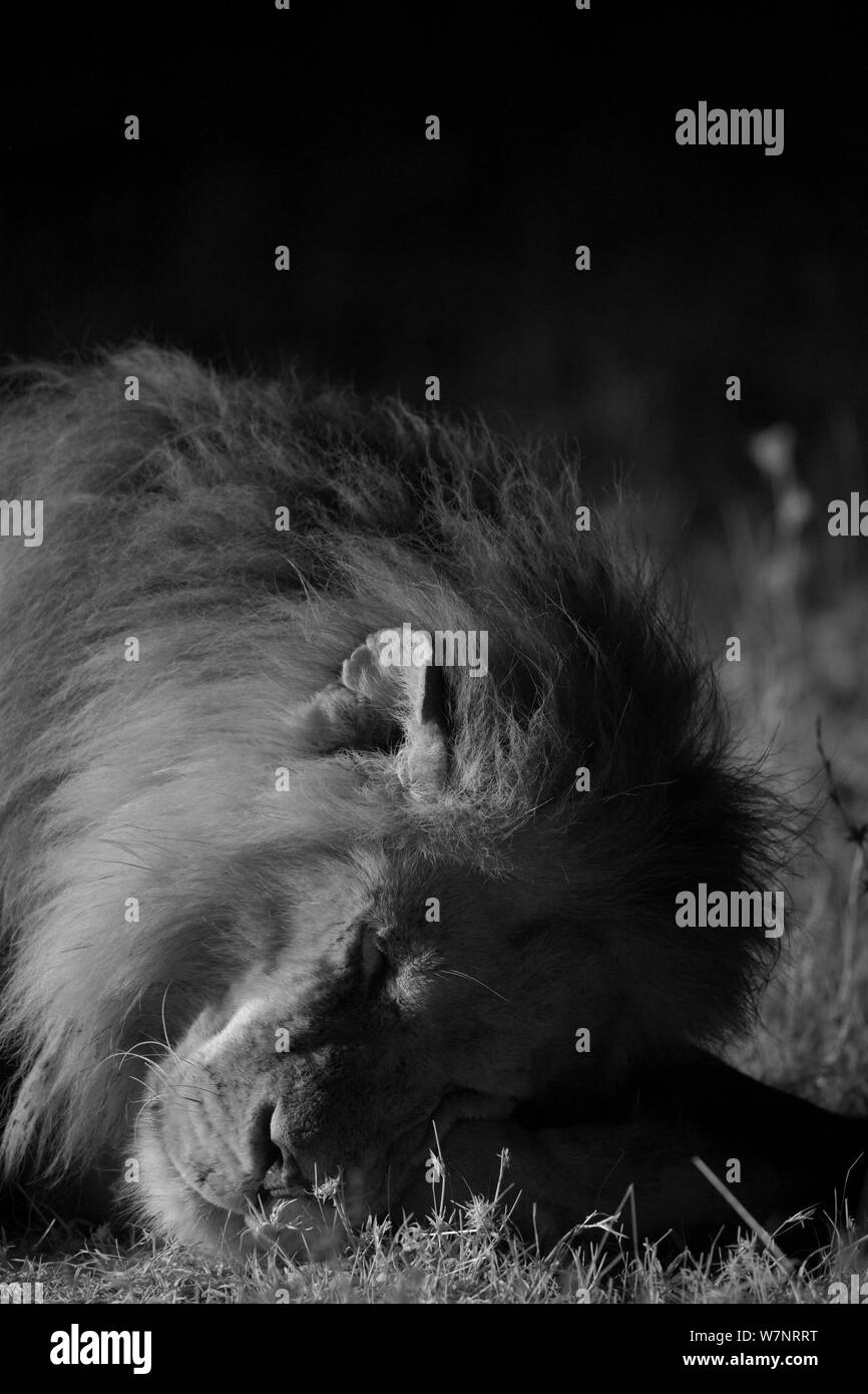 Lions night africa hi-res stock photography and images - Alamy