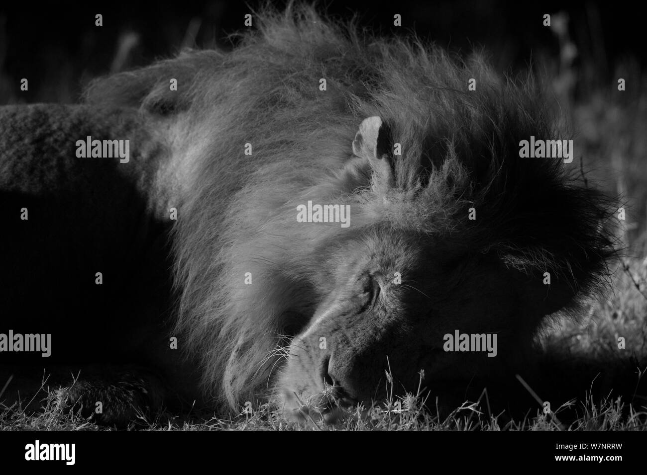 Sleeping lion pride Black and White Stock Photos & Images - Alamy