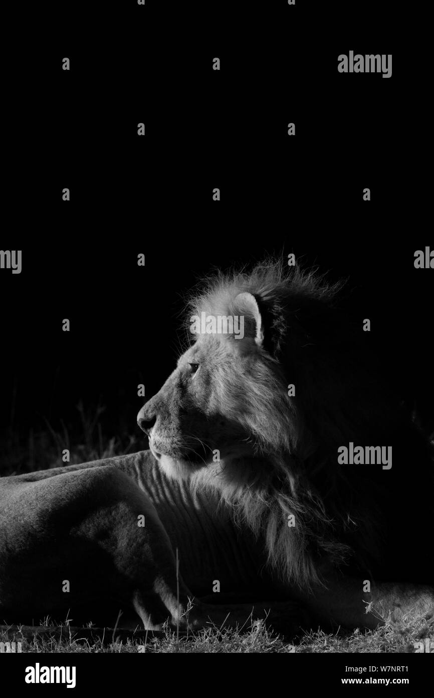 Lions night africa hi-res stock photography and images - Alamy