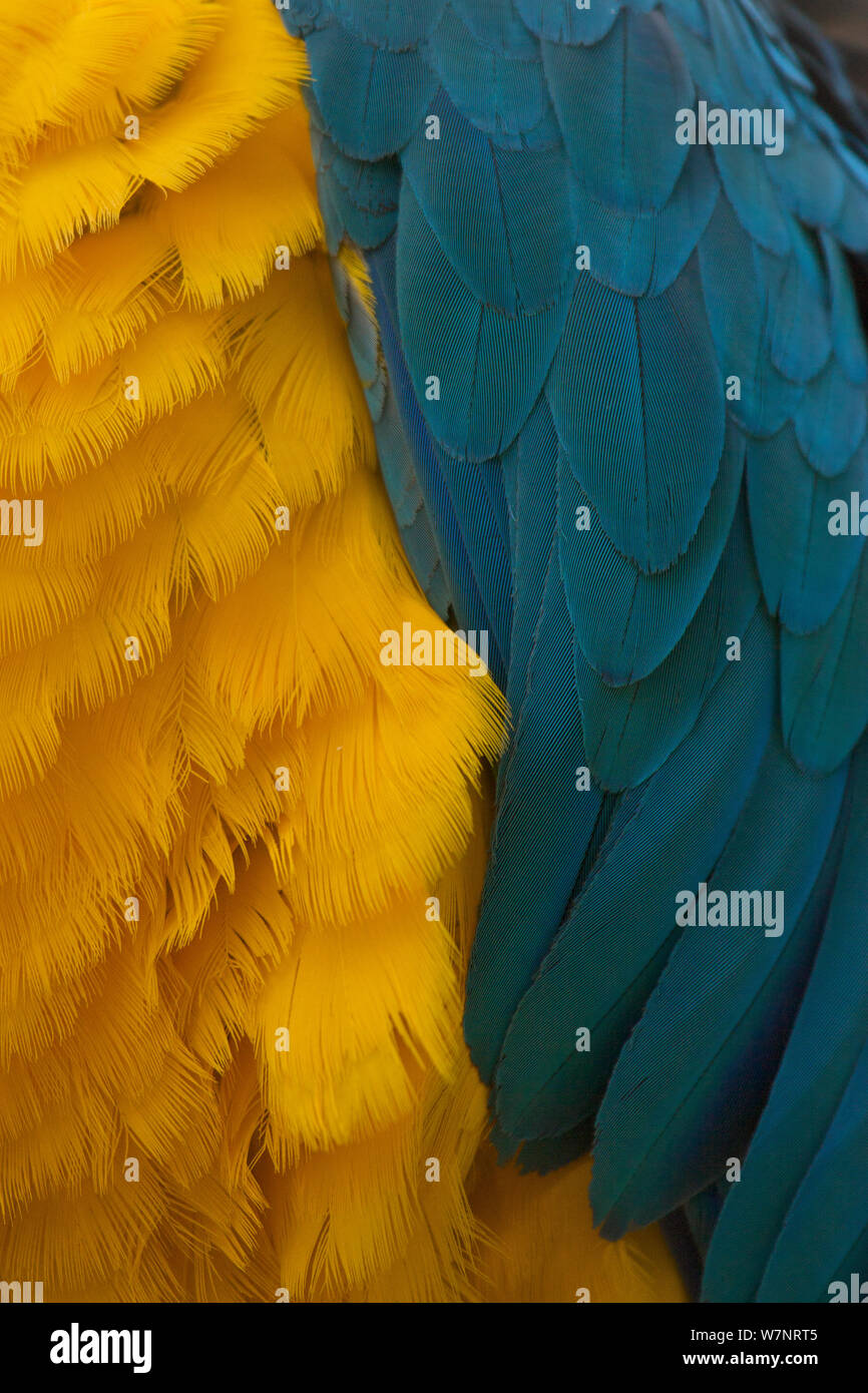 Blue-and-Yellow Macaw (Ara ararauna) captive, Brazil, South America ...