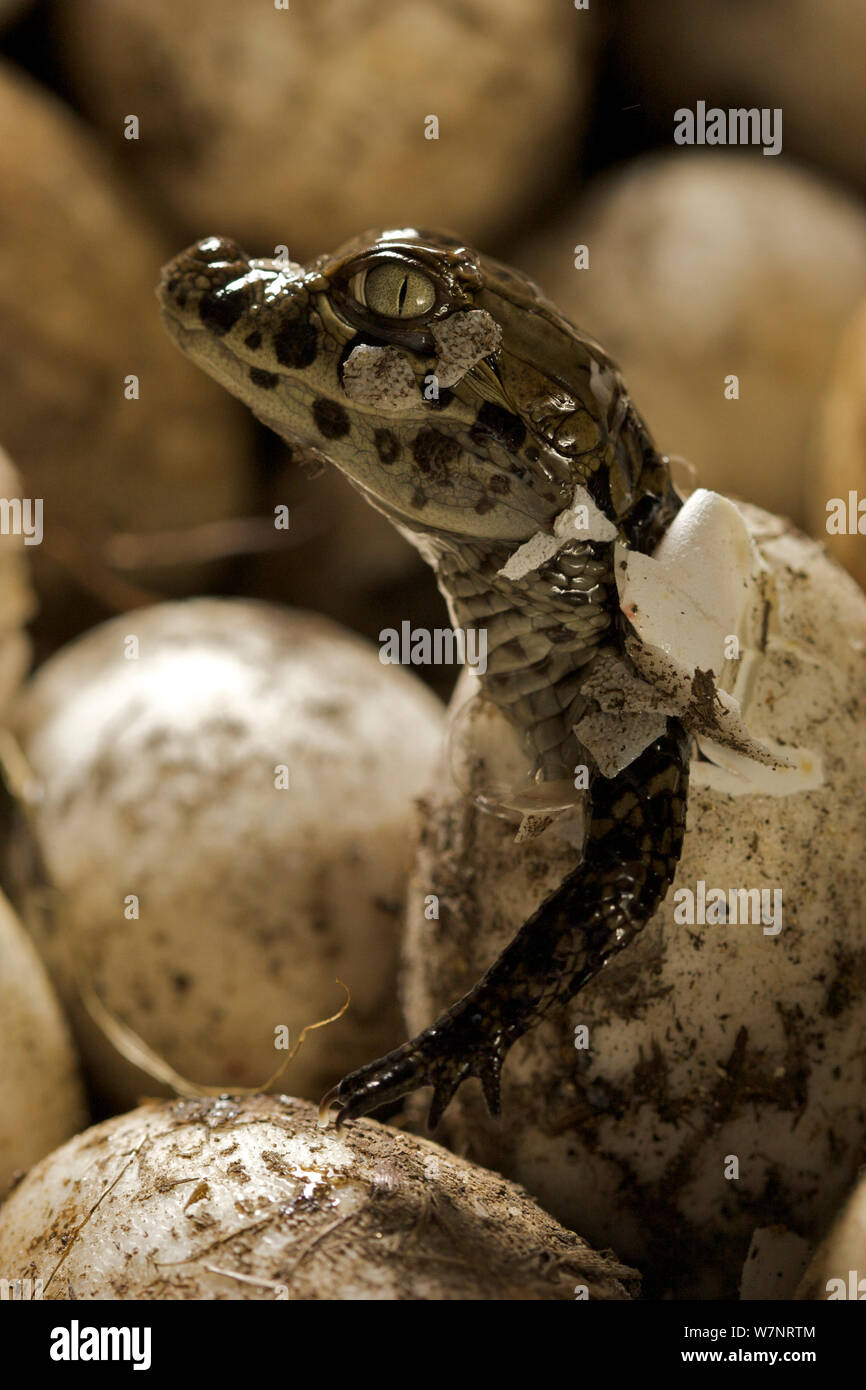 Caiman eggs hi-res stock photography and images - Alamy