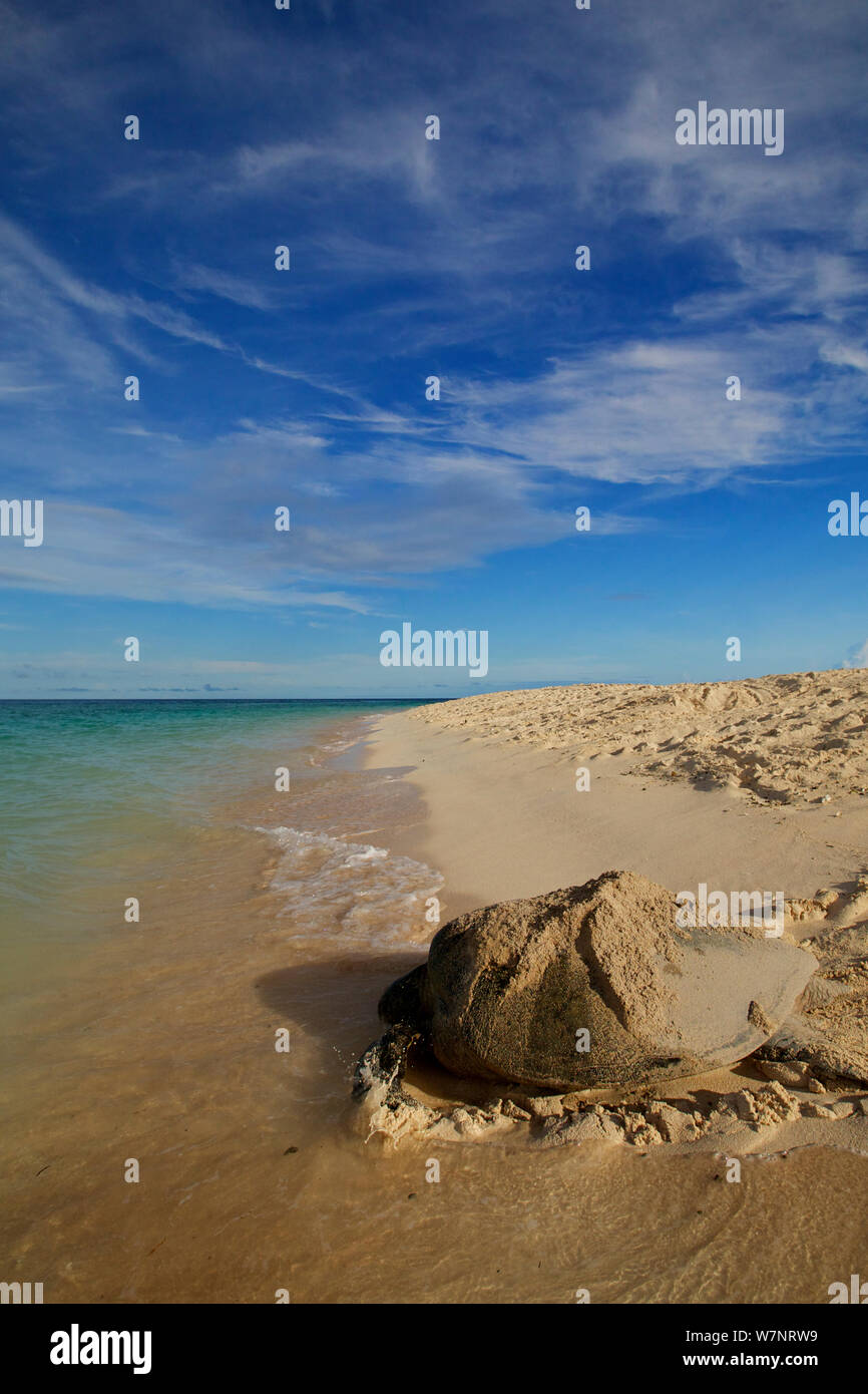 Green Sea Turtle (Chelonia mydas) returning to the sea after egg laying ...