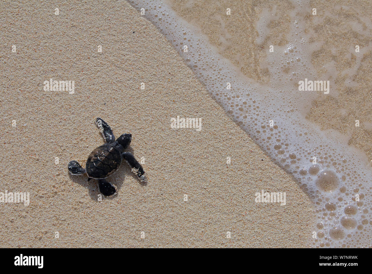 Green Sea Turtle (Chelonia mydas) hatchling, heading out to sea, Raine ...