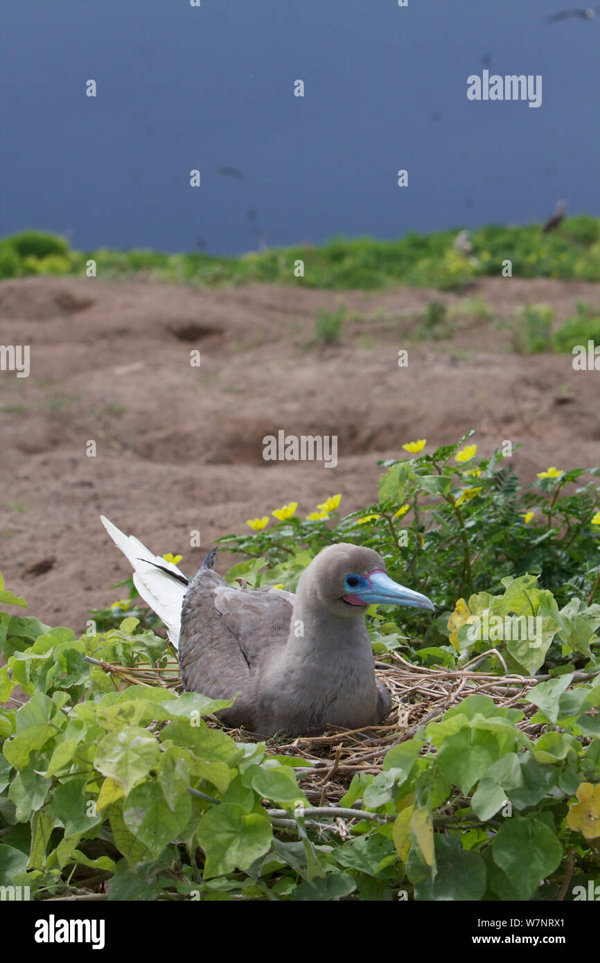 Red-footed Booby (Sula sula) nesting on Raine Island National Park ...