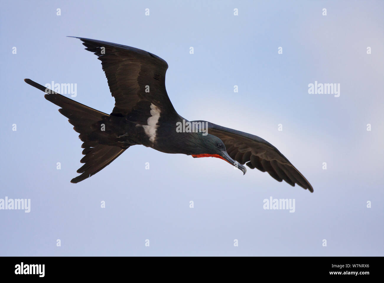 Lesser Frigatebird (Fregata ariel) adult in flight, Raine Island ...