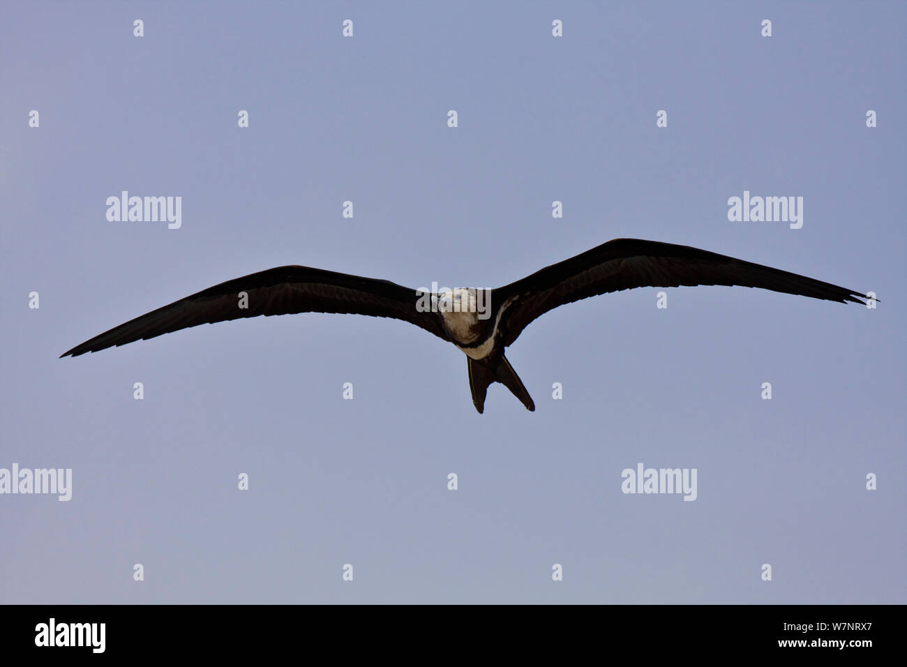 Lesser Frigatebird (Fregata ariel) juvenile in flight, Raine Island ...