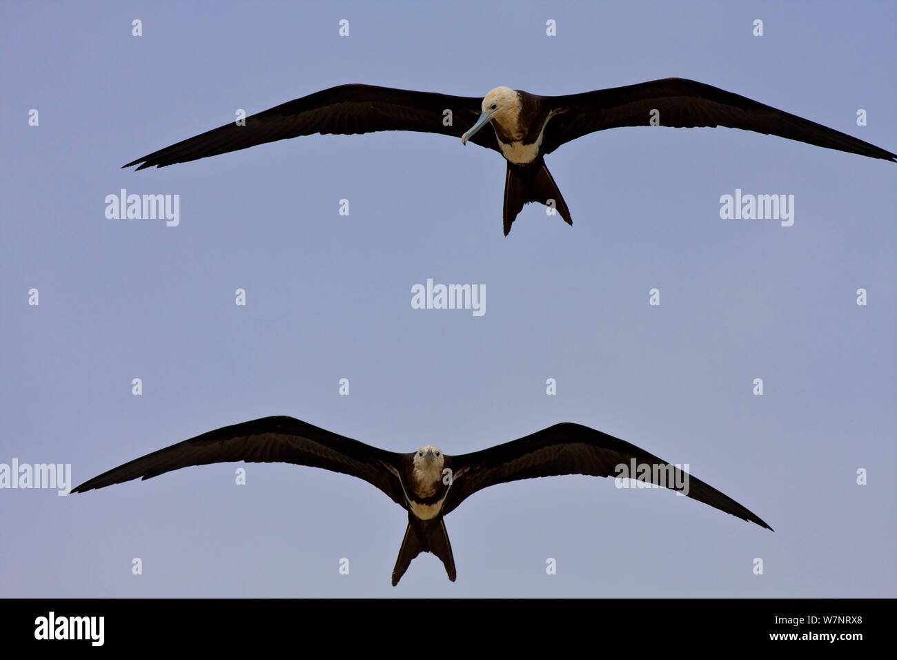 Lesser Frigatebird (Fregata ariel) juveniles in flight, Raine Island ...