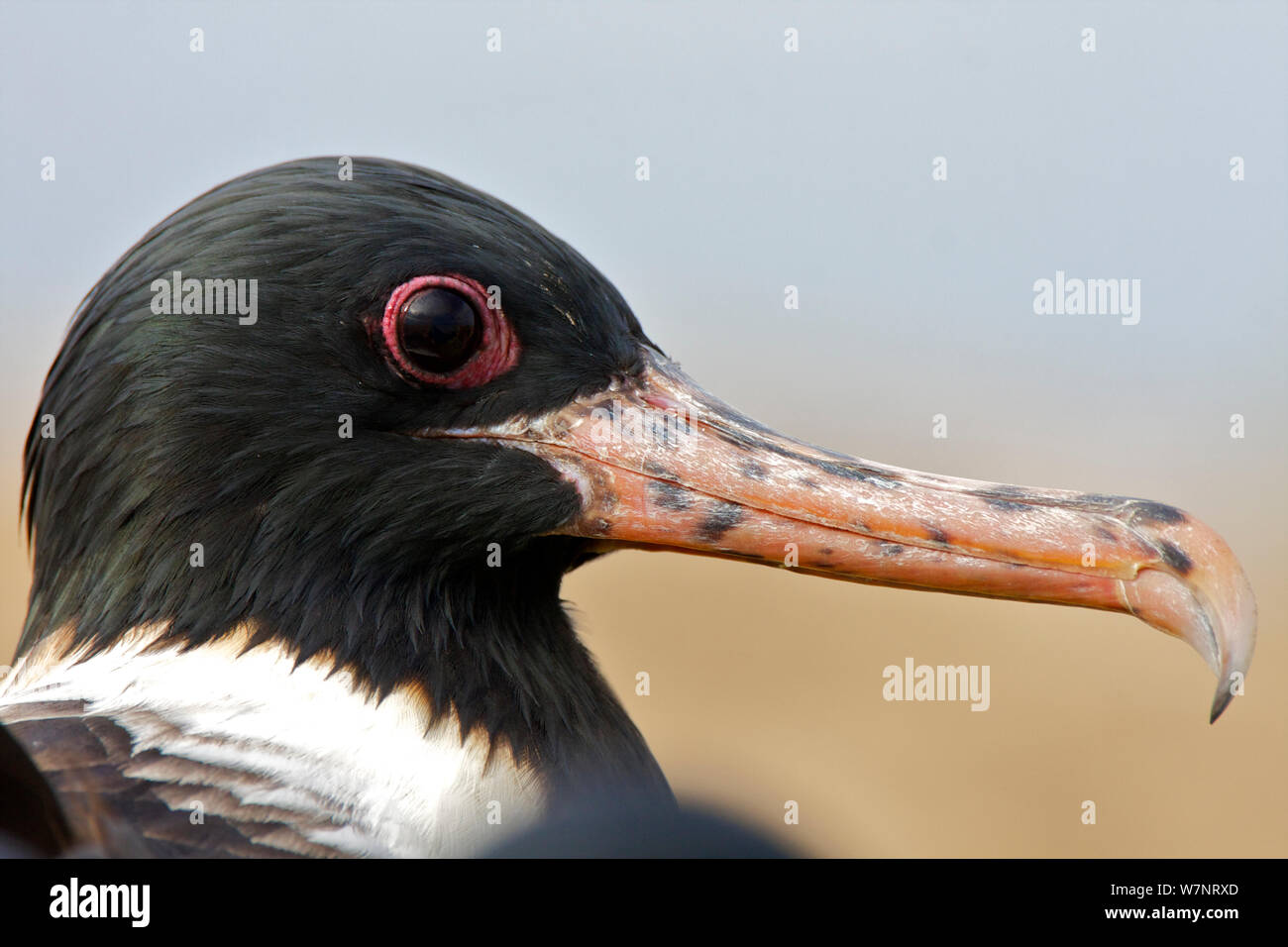 Lesser Frigatebird juvenile (Fregata ariel) Raine Island National Park ...