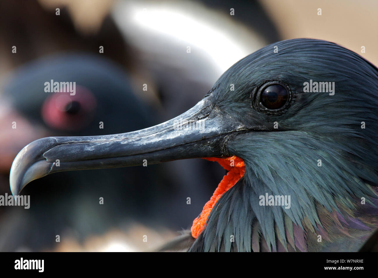 Lesser Frigatebird (Fregata ariel) adult head portrait profile, Raine ...