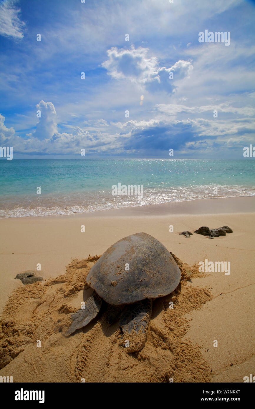 Green Sea Turtle (Chelonia mydas) returning to sea after Egg laying ...