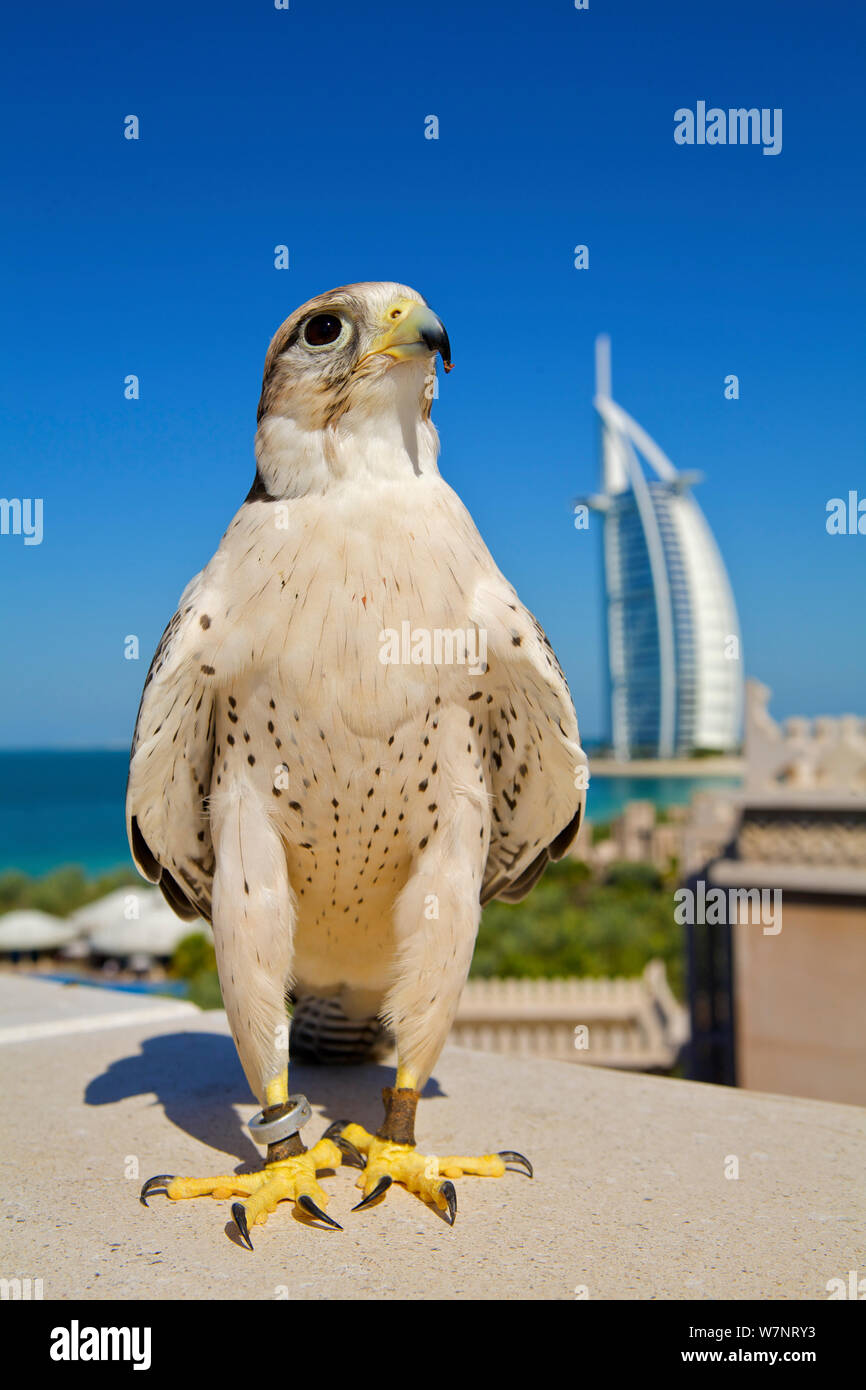 Uae Falcon Wallpaper Falcons On A Plane: First Class Treatment For