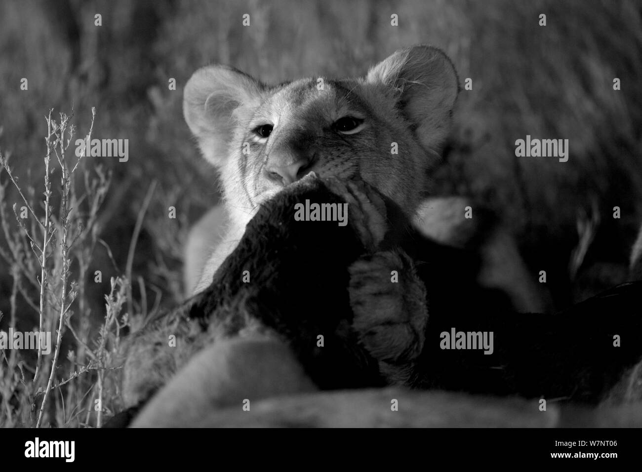 Lion cub Black and White Stock Photos & Images - Alamy