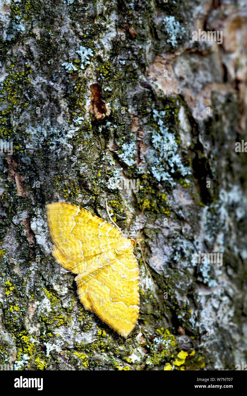 Yellow shell moth (Camptogramma bilineata) on tree trunk, Belgium, June ...