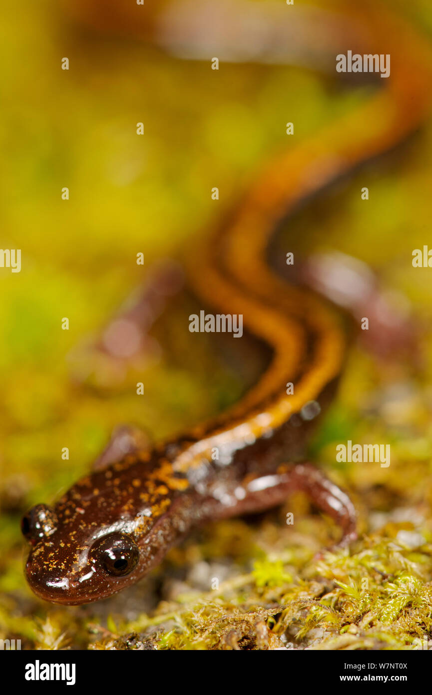 Golden salamander hi-res stock photography and images - Alamy