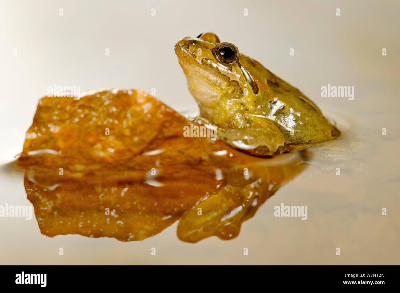 Male West iberian painted frog (Discoglossus galganoi) in a shallow ...