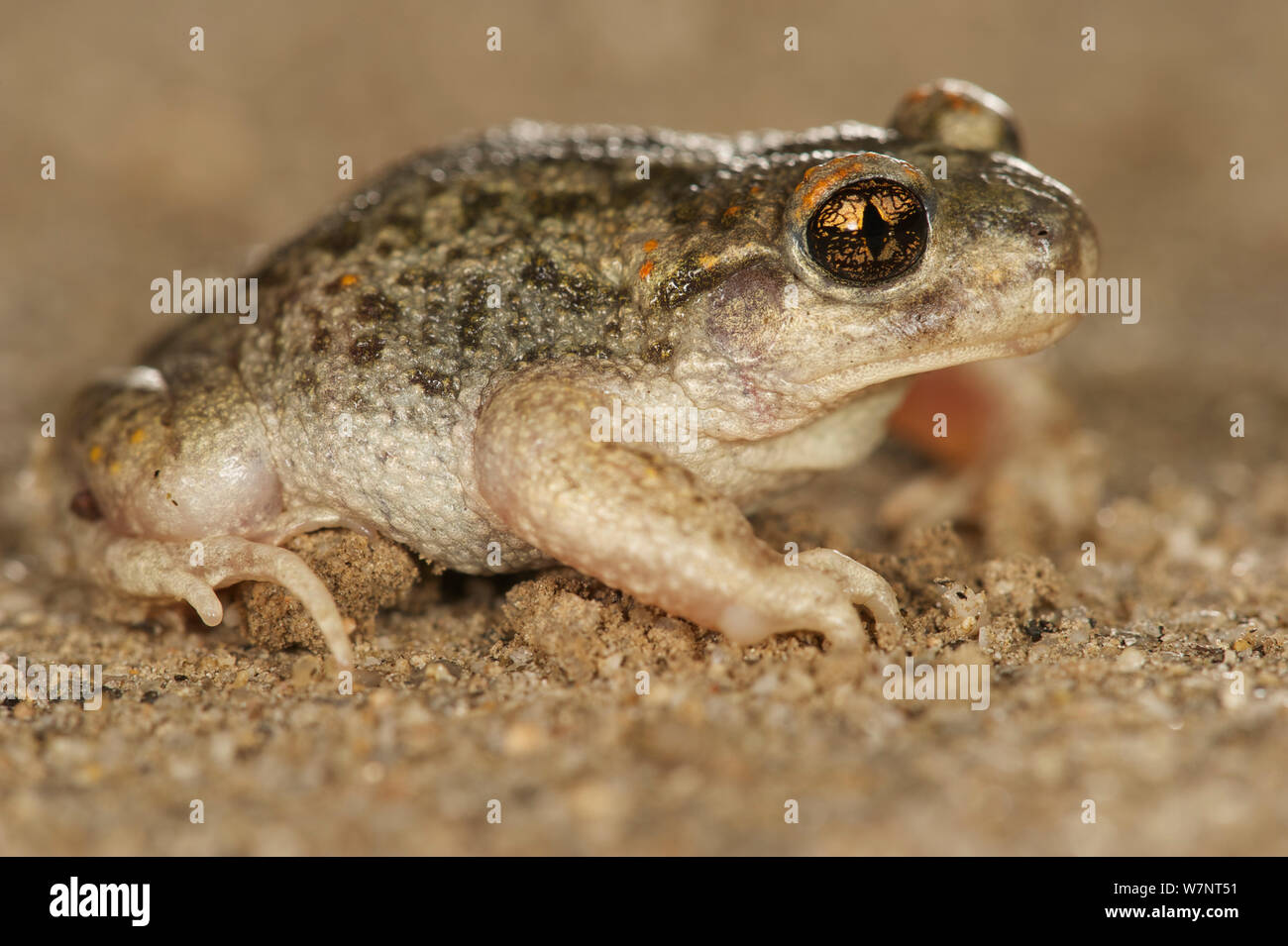 Male Iberian midwife toad (Alytes cisternasii), Spain, April Stock ...
