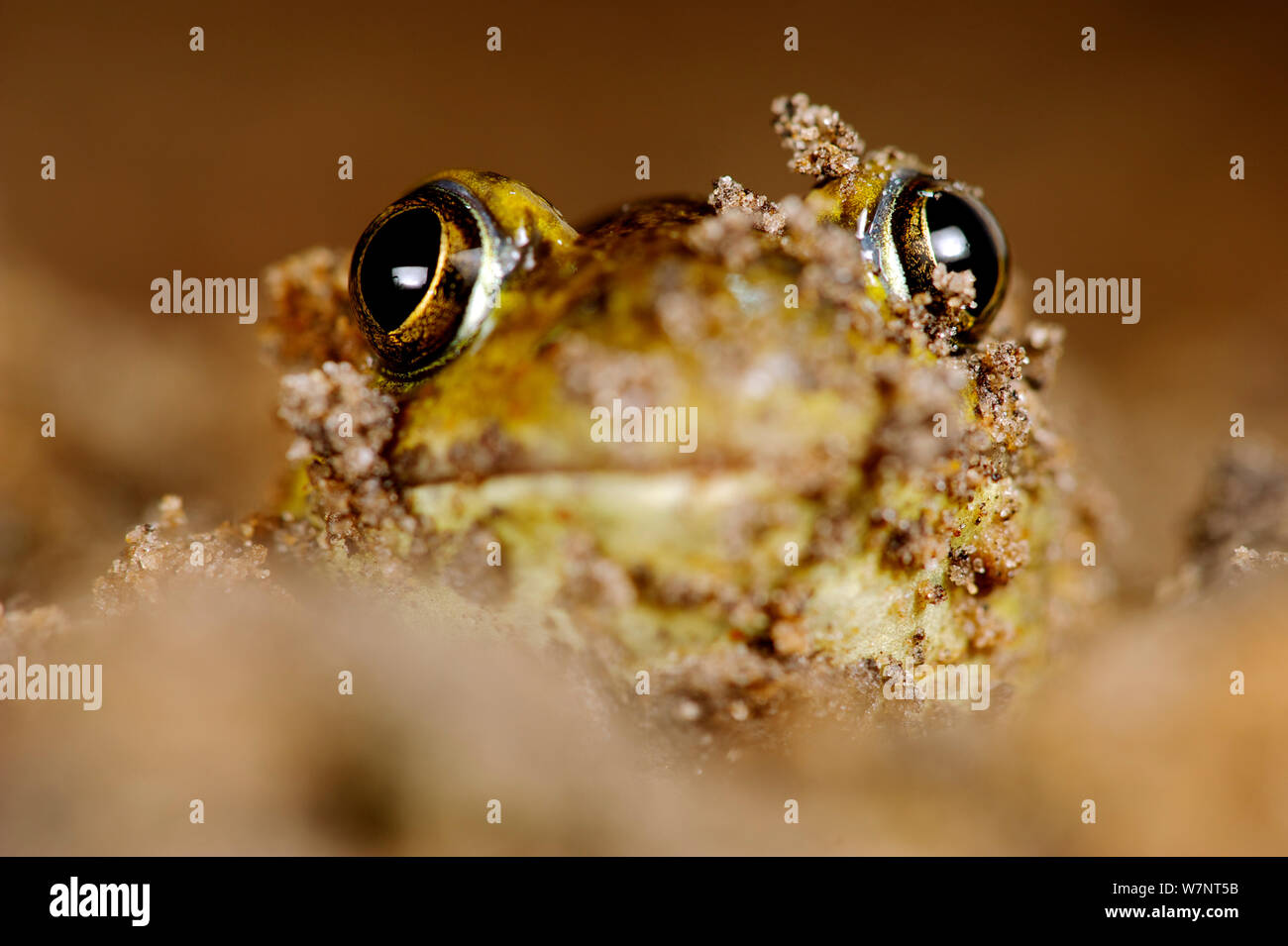 Spadefoot toads hi-res stock photography and images - Alamy