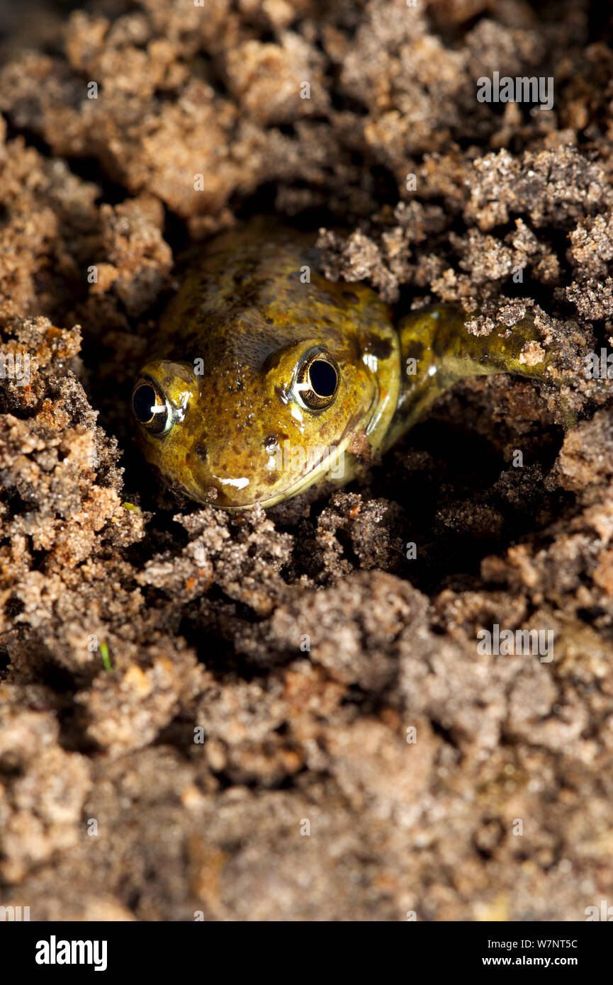 Spadefoot toads hi-res stock photography and images - Alamy