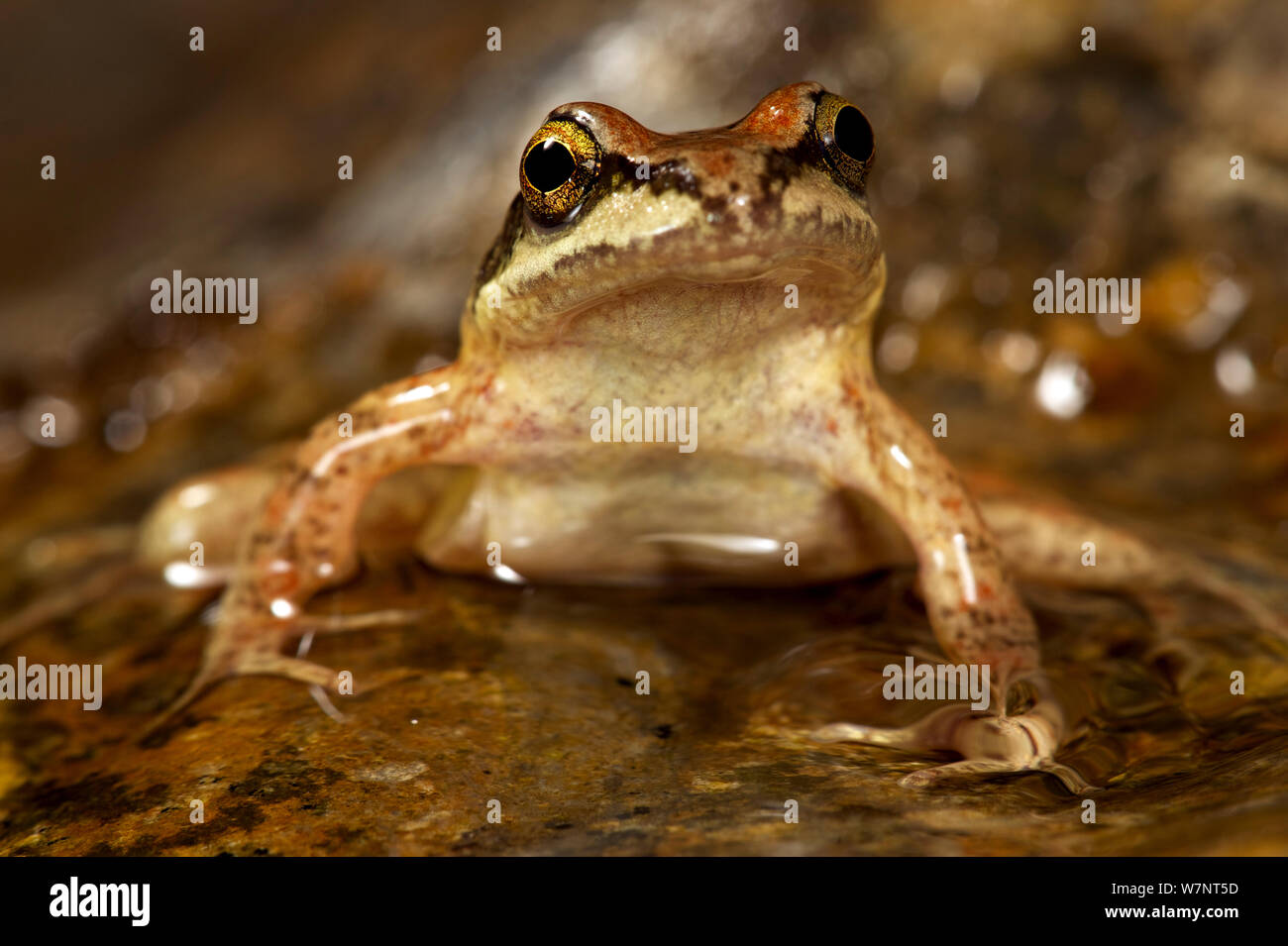 Pyrenean frog (Rana Pyrenaica), Spain, April Stock Photo - Alamy