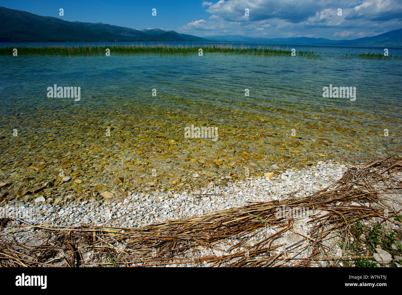 Prespa lake national park hi-res stock photography and images - Alamy