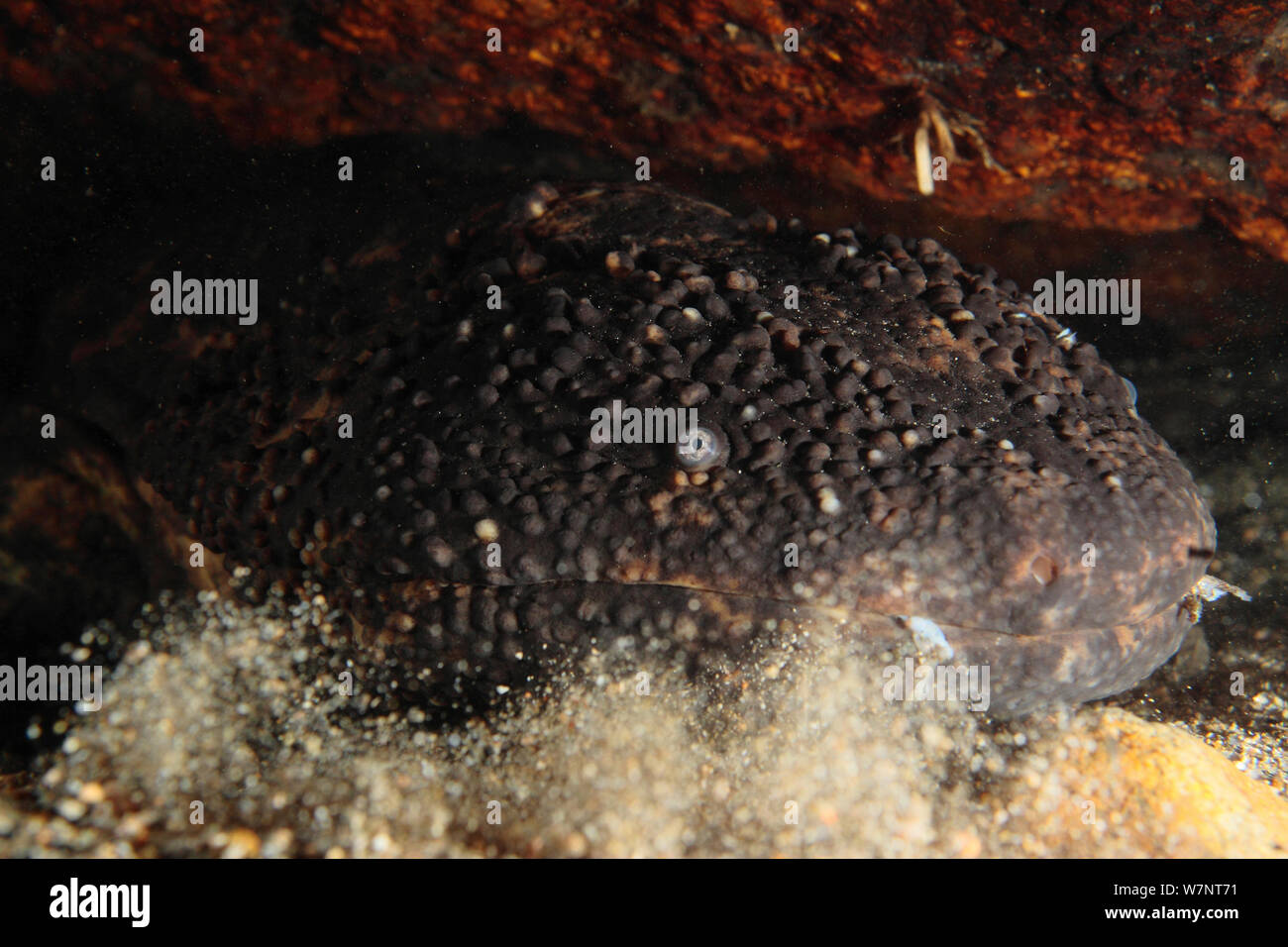 Japanese giant salamander (Andrias japonicus) hunting fish, Hino River ...