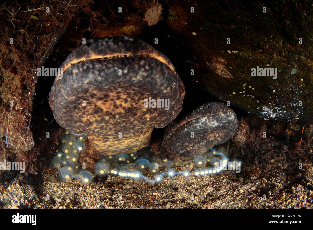 Japanese giant salamander (Andrias japonicus) female spawning Hino ...