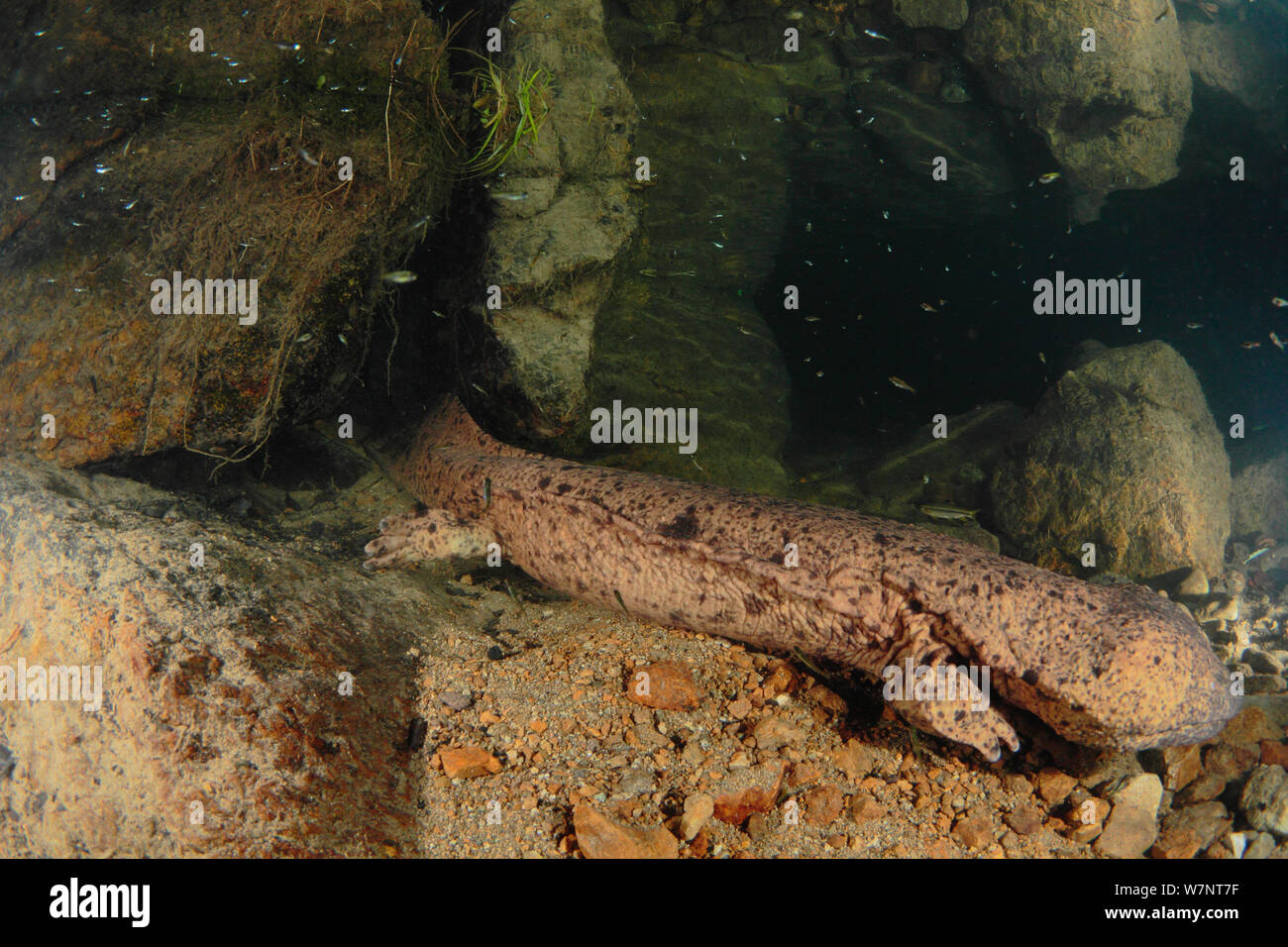 Japanese giant salamanders hi-res stock photography and images - Alamy