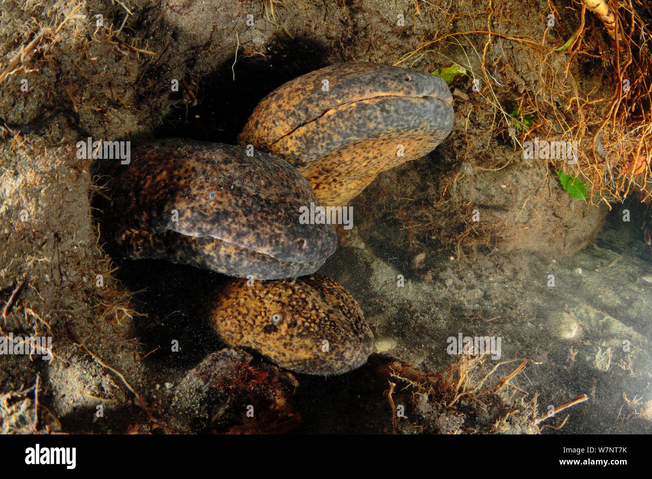 Japanese giant salamanders (Andrias japonicus) males in a burrow at the ...