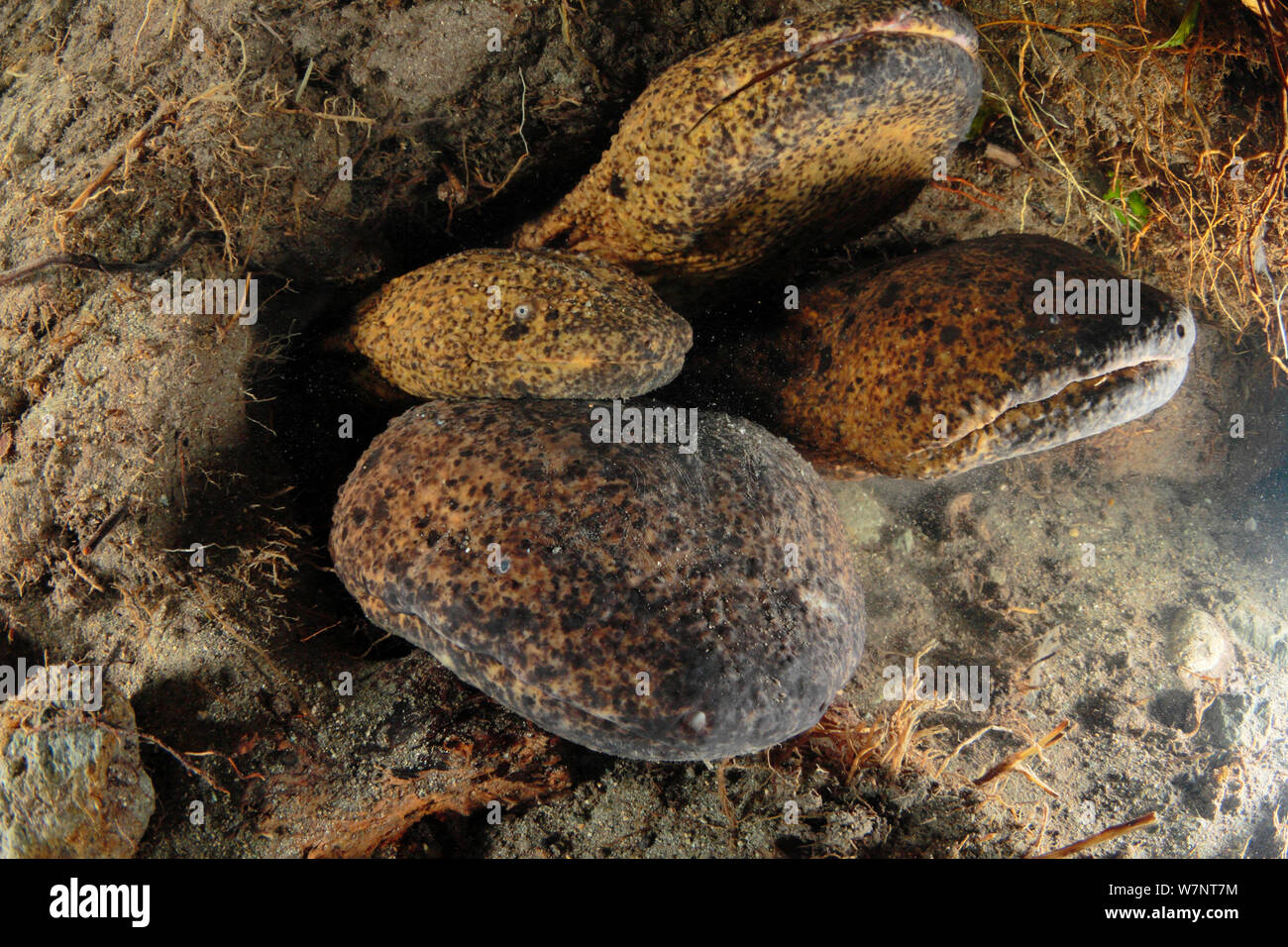 Japanese giant salamanders (Andrias japonicus) males in a burrow at the ...