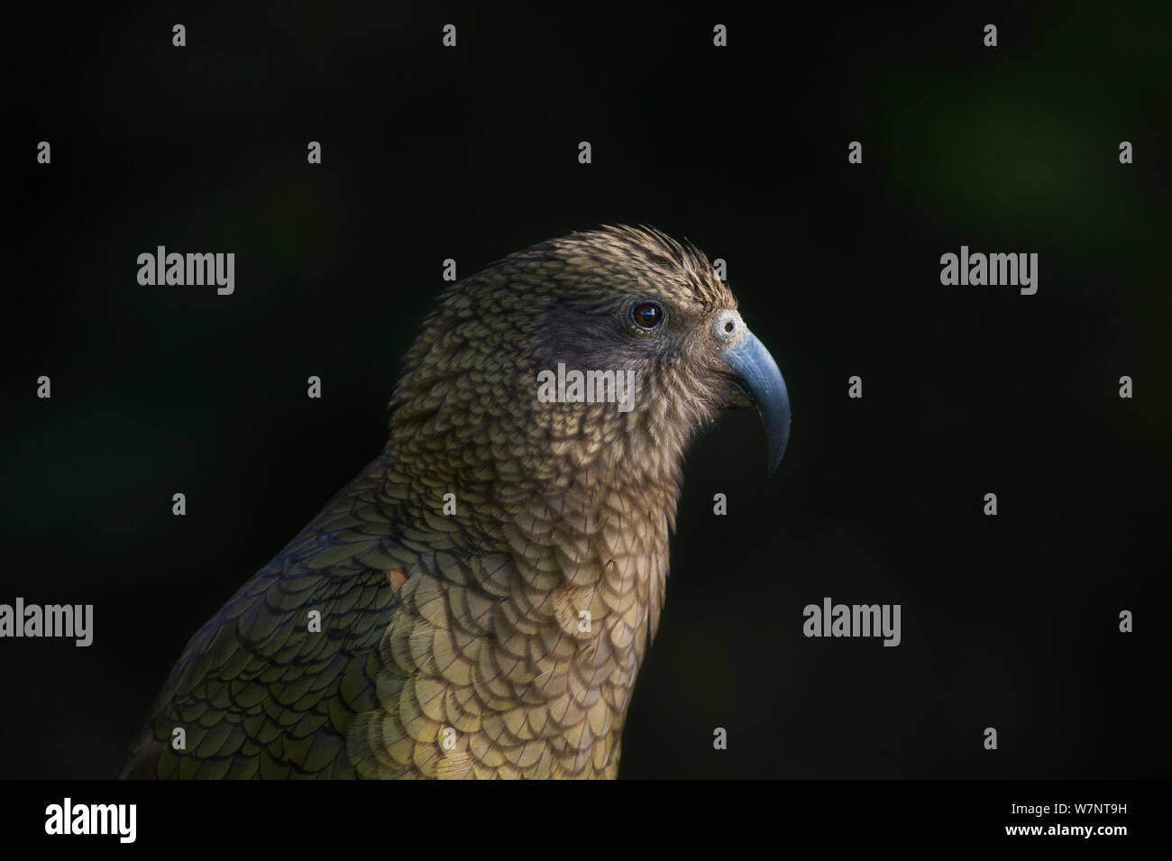 Kea (Nestor notabilis) portrait, large endemic parrot, Arthur's Pass ...