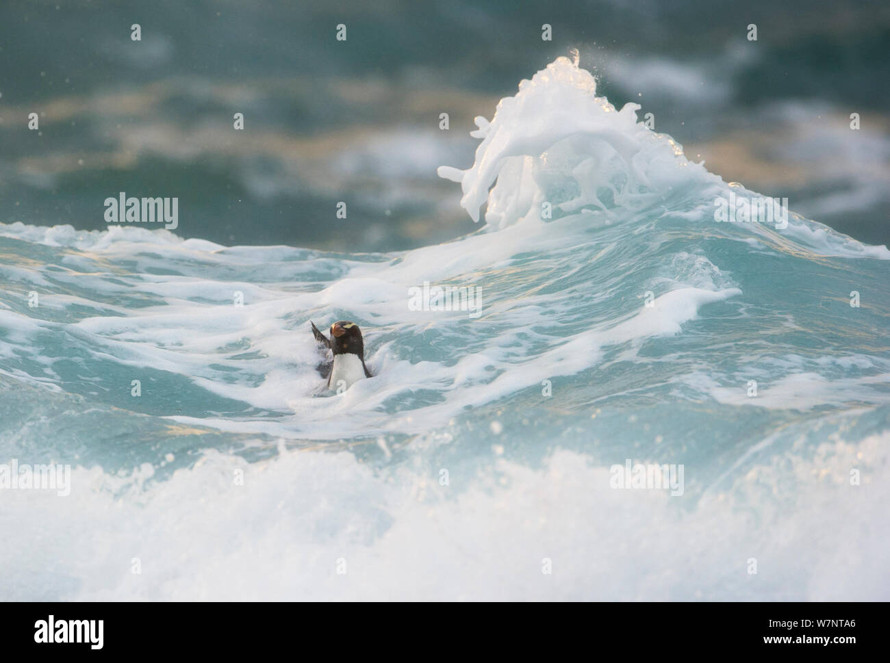 Penguins waves hi-res stock photography and images - Alamy